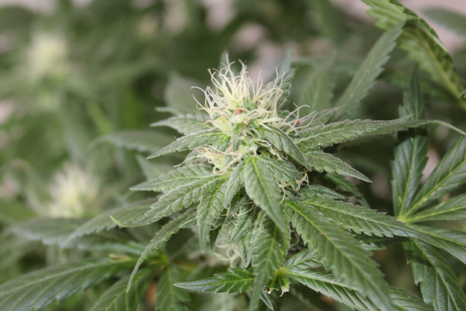 Tips for a Successful Outdoor Cannabis Grow