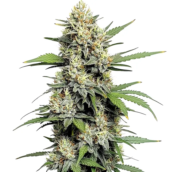 Gush Mints Strain | 34% THC | Buy Cannabis Seeds