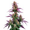 Pink Runtz Seeds | 24% THC | Buy Feminized Seeds