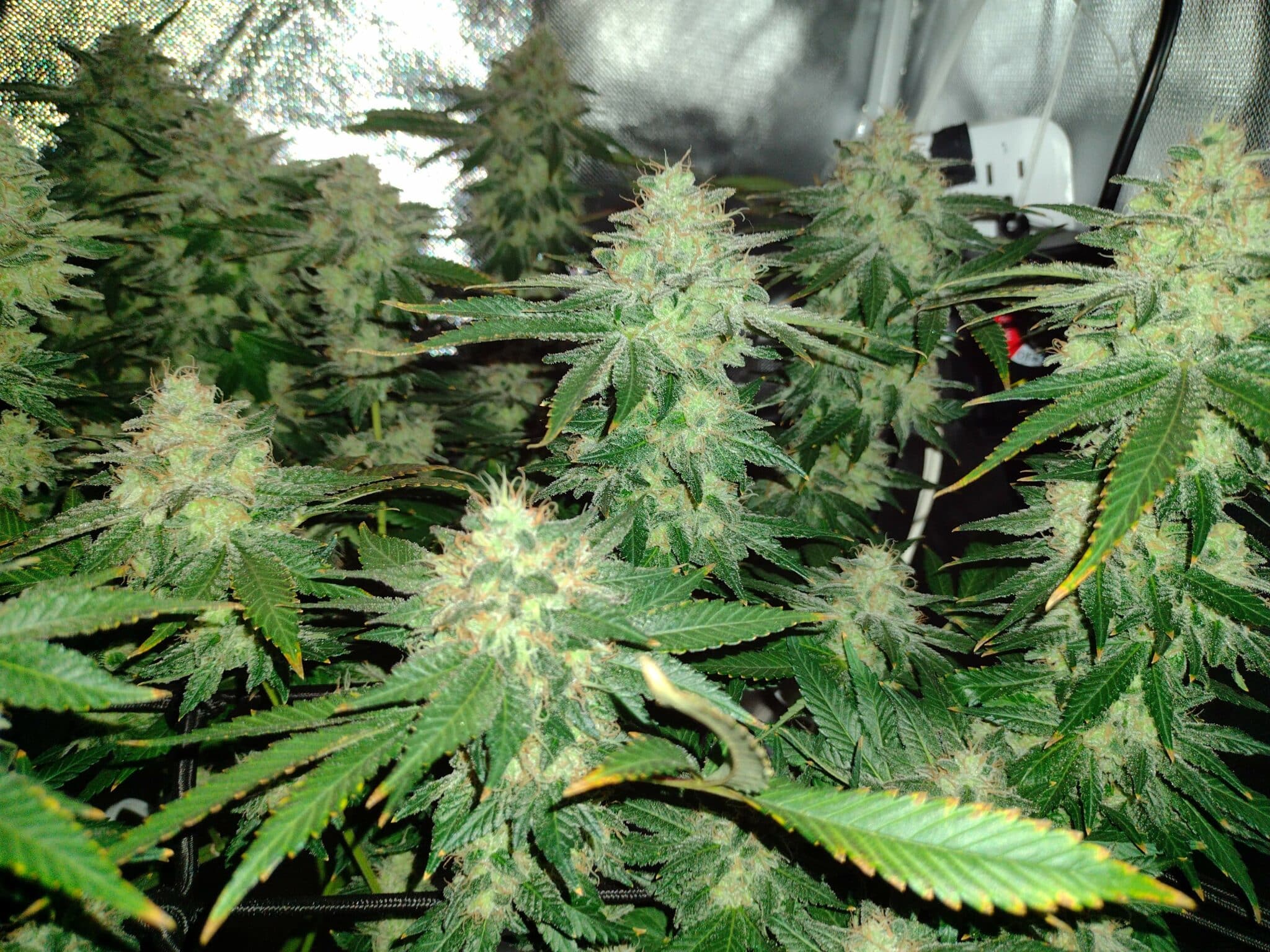 Hermaphrodite Cannabis: Crucial Insights for Growers