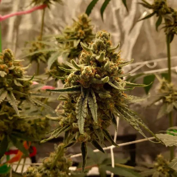 How To Grow Apple Fritter Weed Strain | Blimburn Seeds