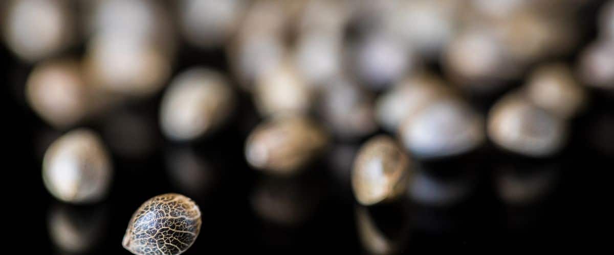 How to Get Old Seeds to Germinate Successfully