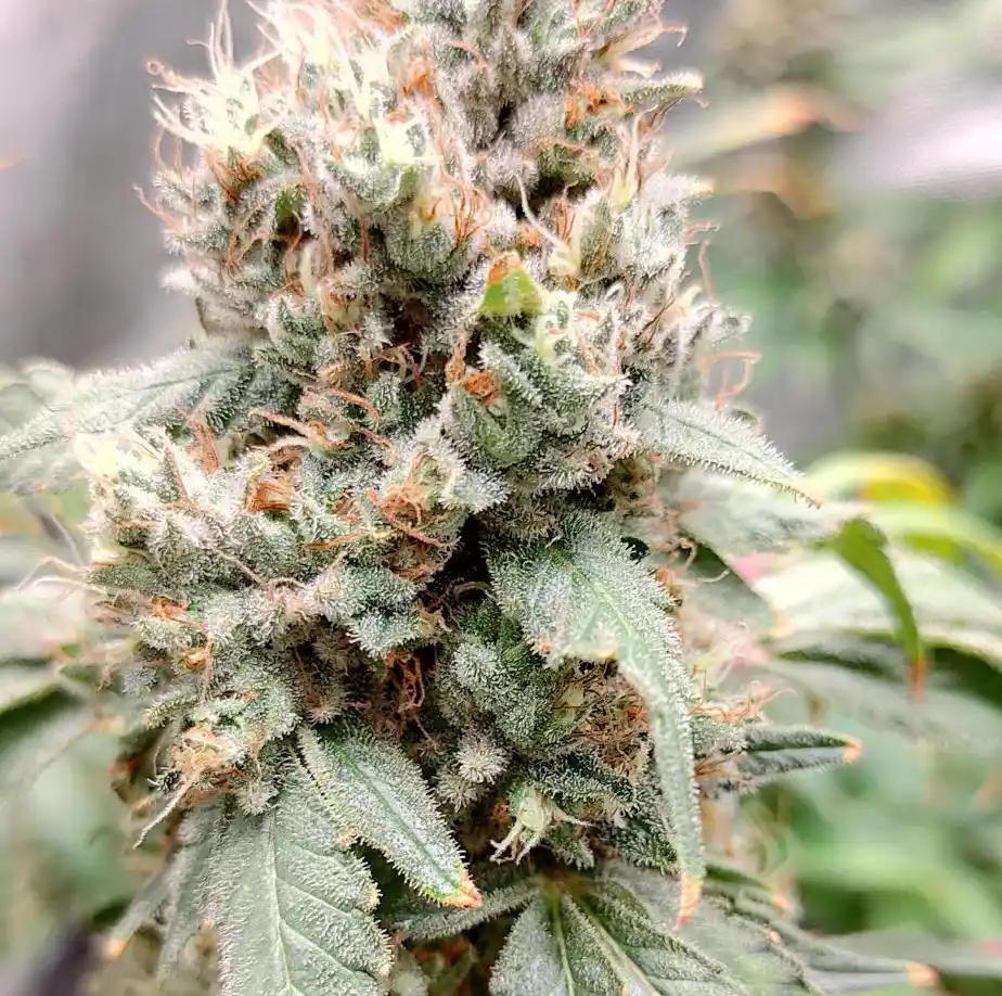 The Gary Paton Strain: A Highly Coveted Cannabis Experience