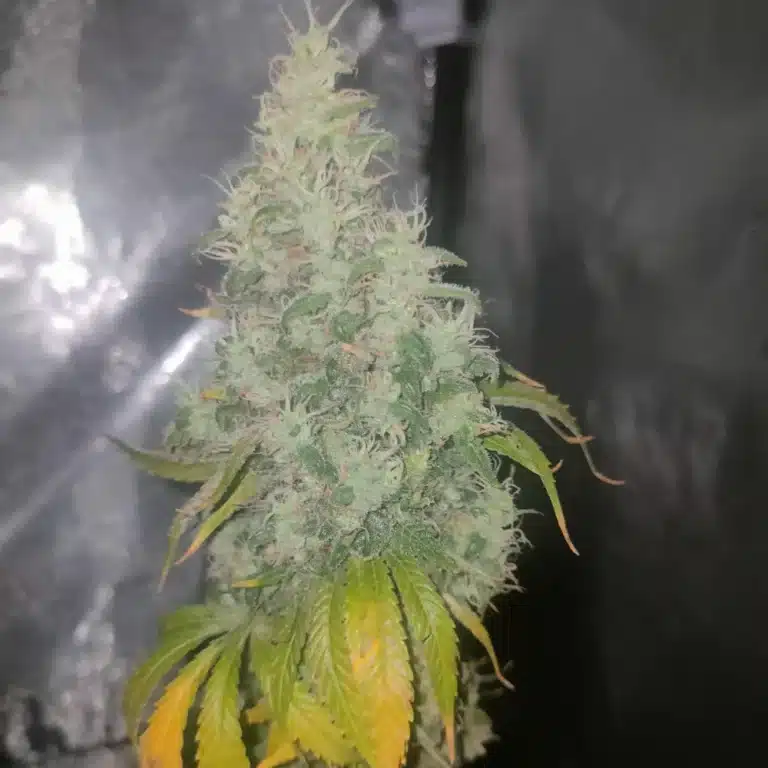 How To Grow Cannabis Seeds | Blimburn Seeds