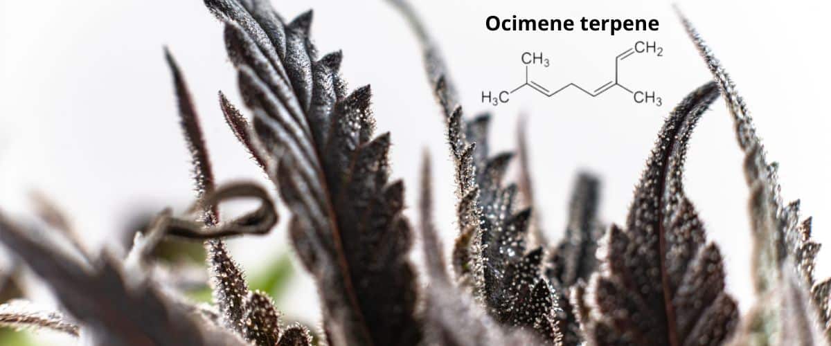Role of Ocimene Terpene in Cannabis Strains