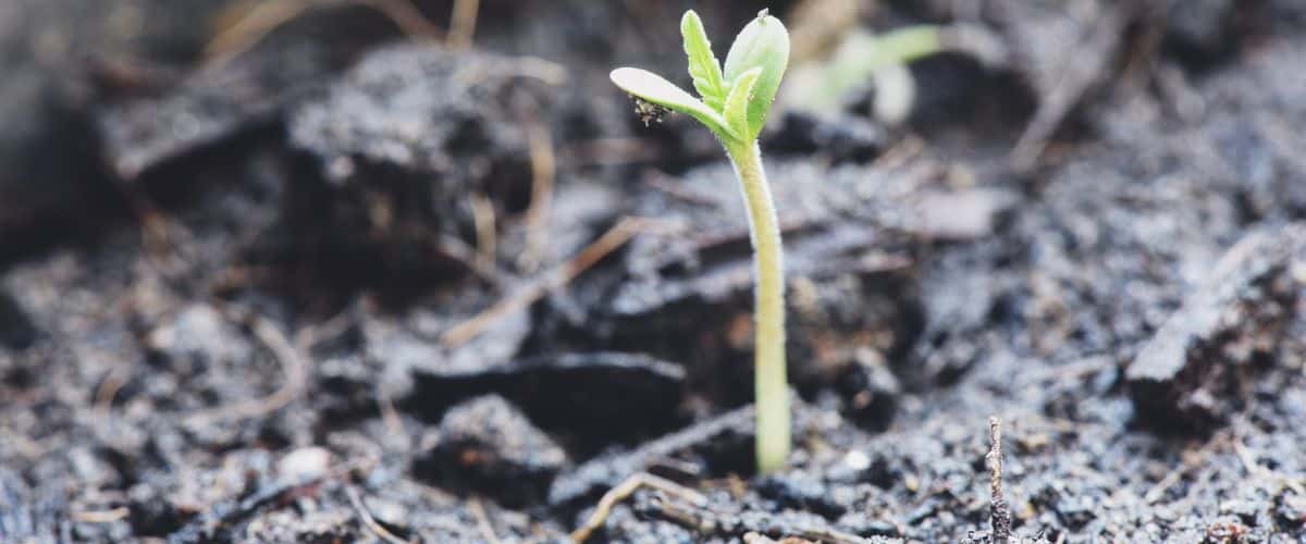 Top Soils for Marijuana Growth: Optimal Choices Revealed