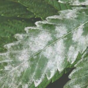 Hydrogen Peroxide for Powdery Mildew During Flowering