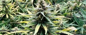 Yellow Spots on Cannabis Leaves: Causes and Solutions