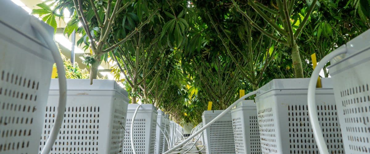 Grow Tent Humidifier Benefits: Why You Need One