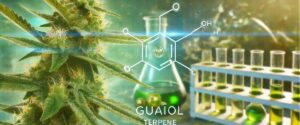 Guaiol Terpene: Benefits, Uses, and Aromatic Profile