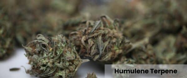 Humulene Terpenes: A Fragrance of Health and Wellness