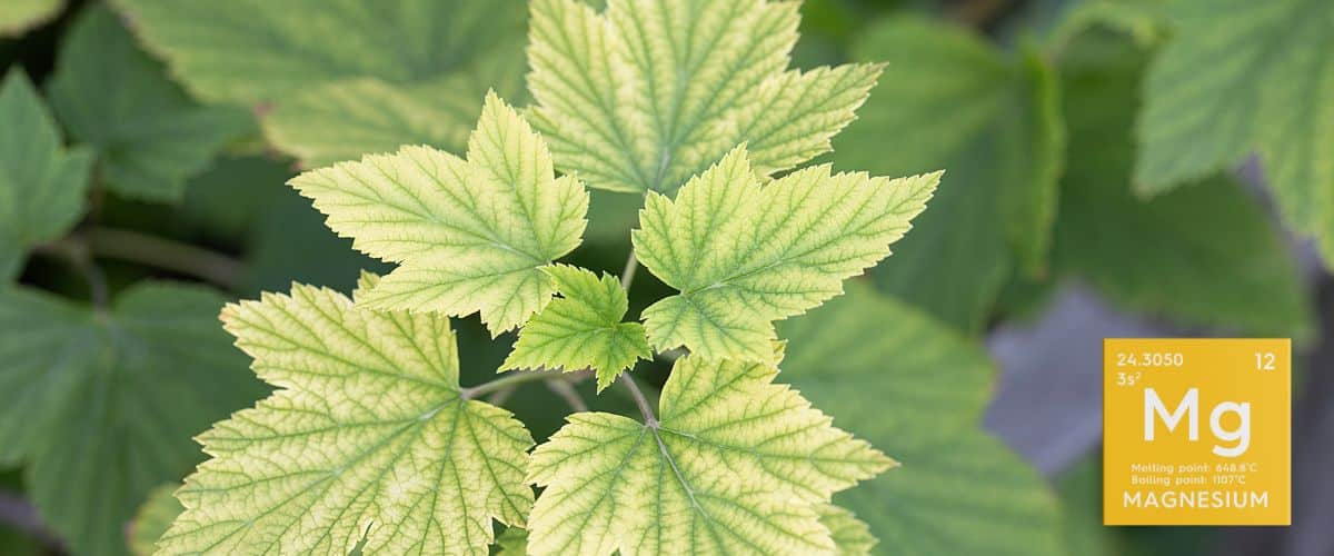 Cannabis Magnesium Deficiency: The Importance for Plants