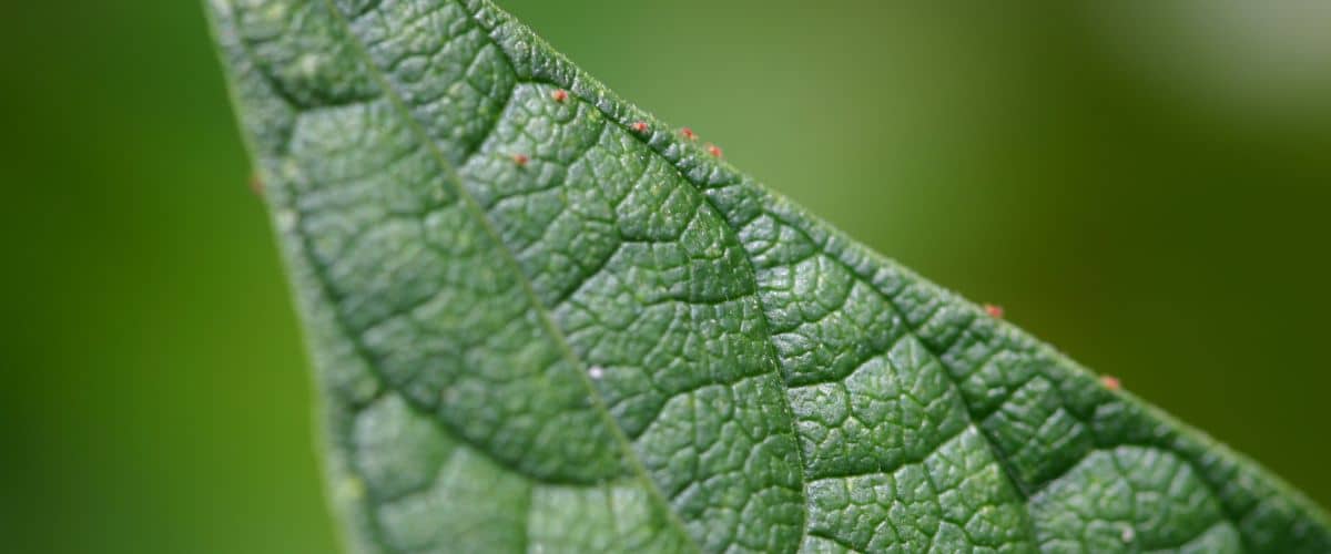 How Spider Mites Cannabis affects Plants
