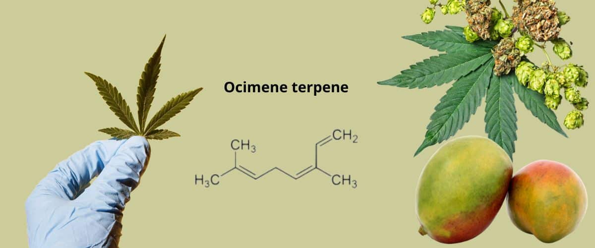 Role of Ocimene Terpene in Cannabis Strains