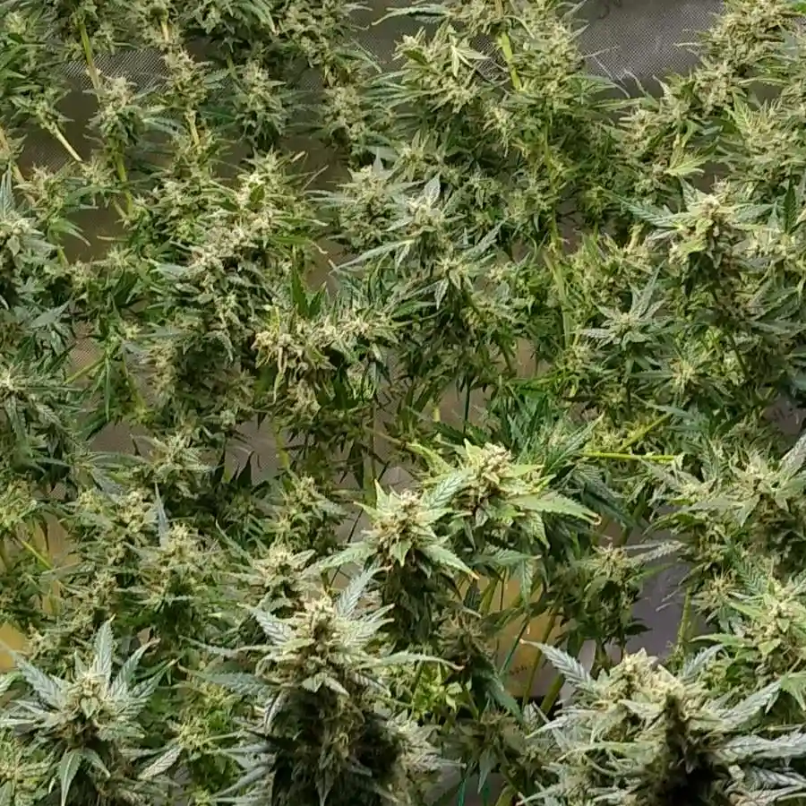 A Guide to Growing Critical Fast Bud Auto Cannabis Strain