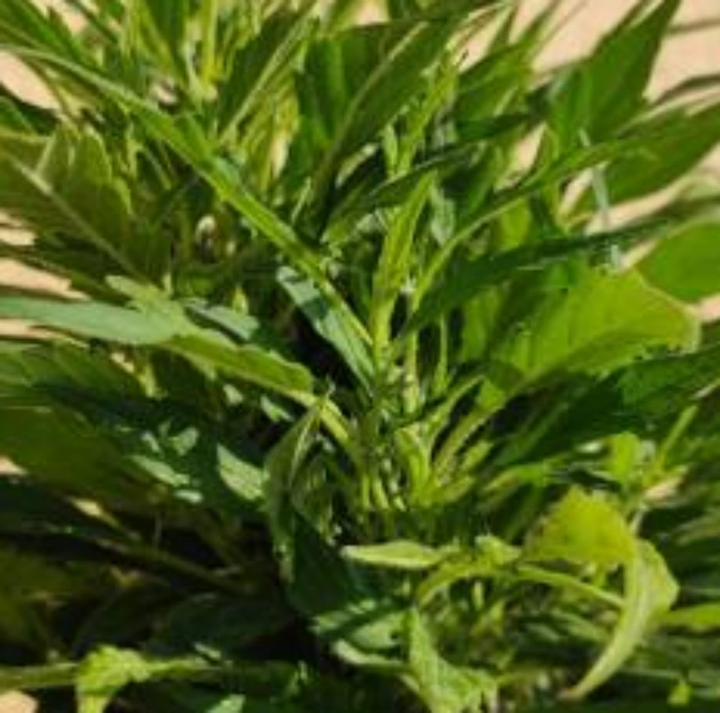 Experience the Potency and Beauty of Purple Star Killer Strain