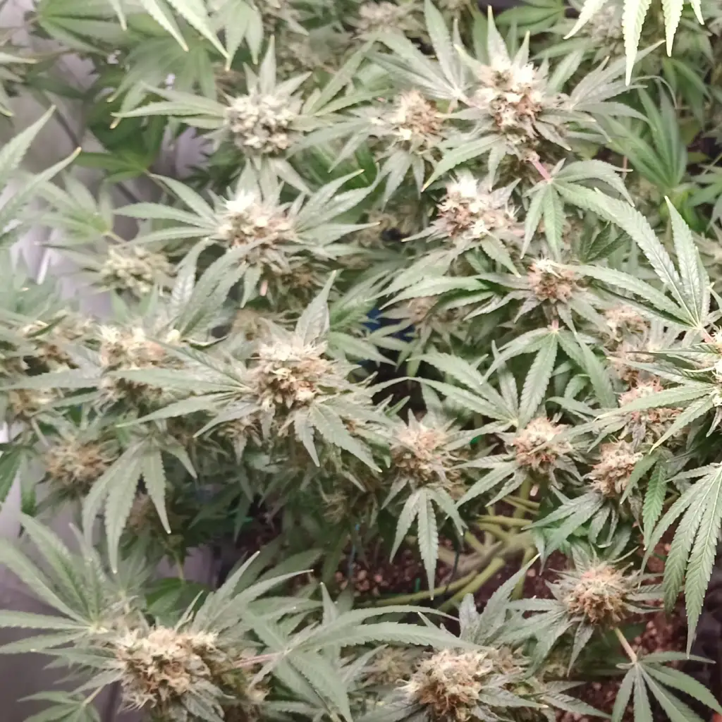 How to Grow Blackberry Moonstones Autoflower - Blimburn Seeds