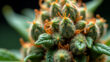 Popcorn Weed: What You Need to Know