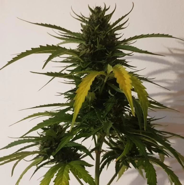 How To Grow Cannabis Seeds | Blimburn Seeds