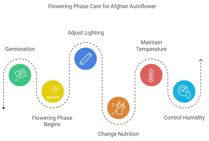 Grow Afghan Autoflower Tips & Guide | Blimburn Seeds