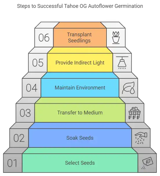 How to Grow Tahoe OG Autoflower: Tips & Guide | Blimburn Seeds