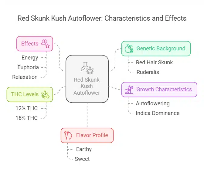 Grow Info Red Skunk Kush Autoflower | Blimburns Seeds
