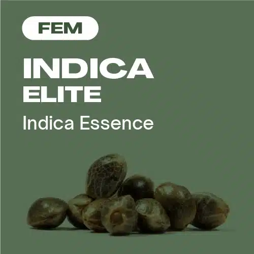 Elite Pack Collection - Indica Elite Fem