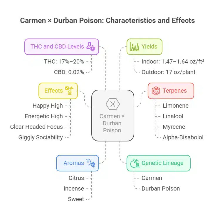Grow Carmen × Durban Poison Weed Strain: Energetic Sativa