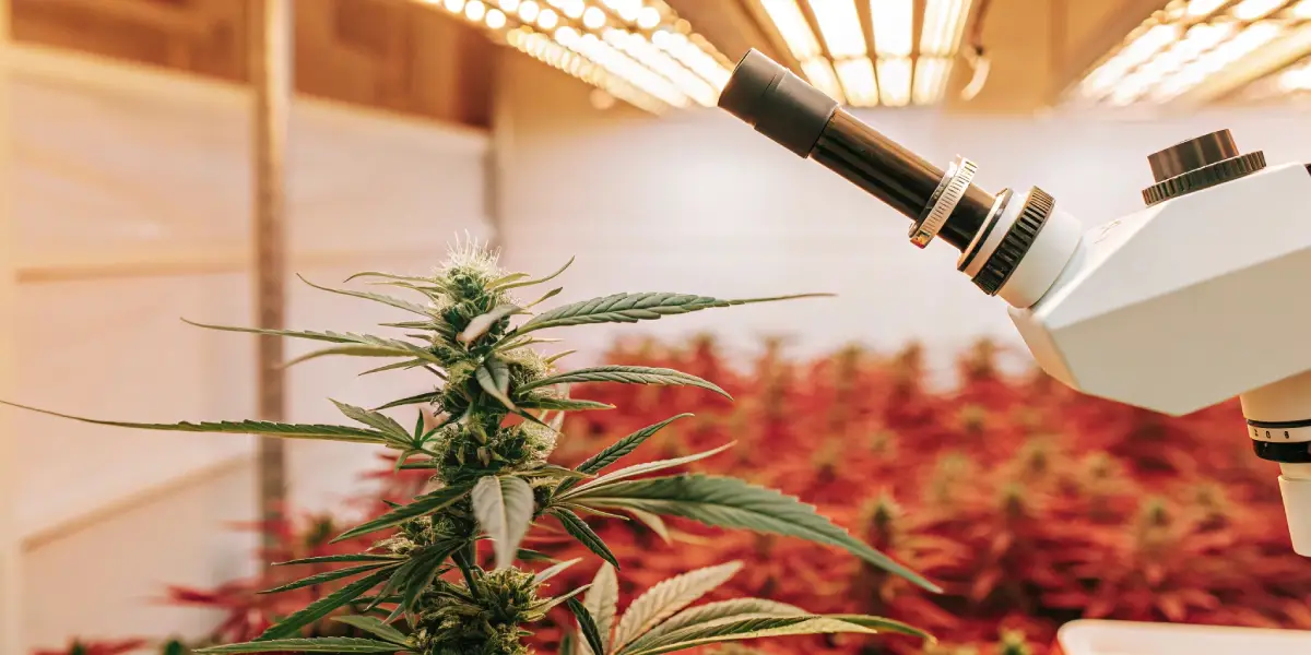 What Are Enzymes in Cannabis and Their Roles