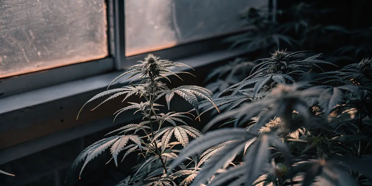 Leaf Droop vs Nutrient Deficiency in Cannabis: How to Diagnose