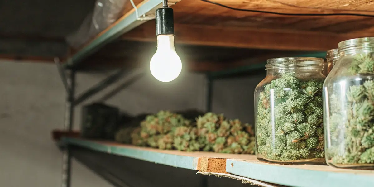 Why Does My Weed Lose Smell in Poor Conditions?
