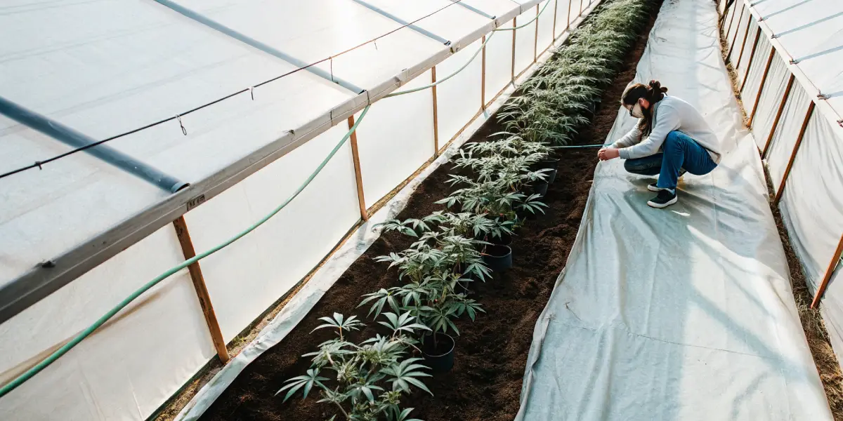 Measuring ROS Levels in Cannabis Plants Effectively