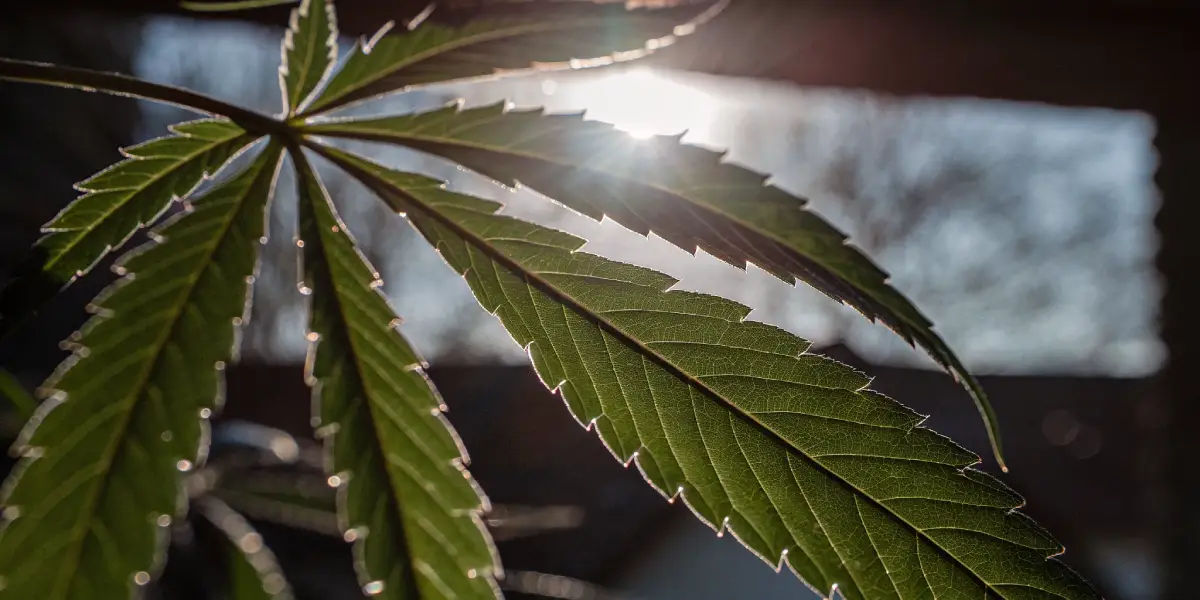 The Role of Enzymes in Cannabis Nutrient Uptake