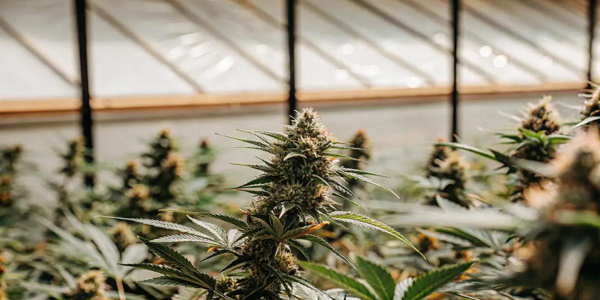 Best Haze Lineage Cannabis Seeds to Buy (fast flowering) Quickly