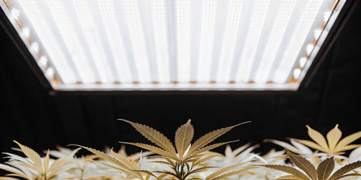 What Causes Poor Transpiration in Marijuana Plants?