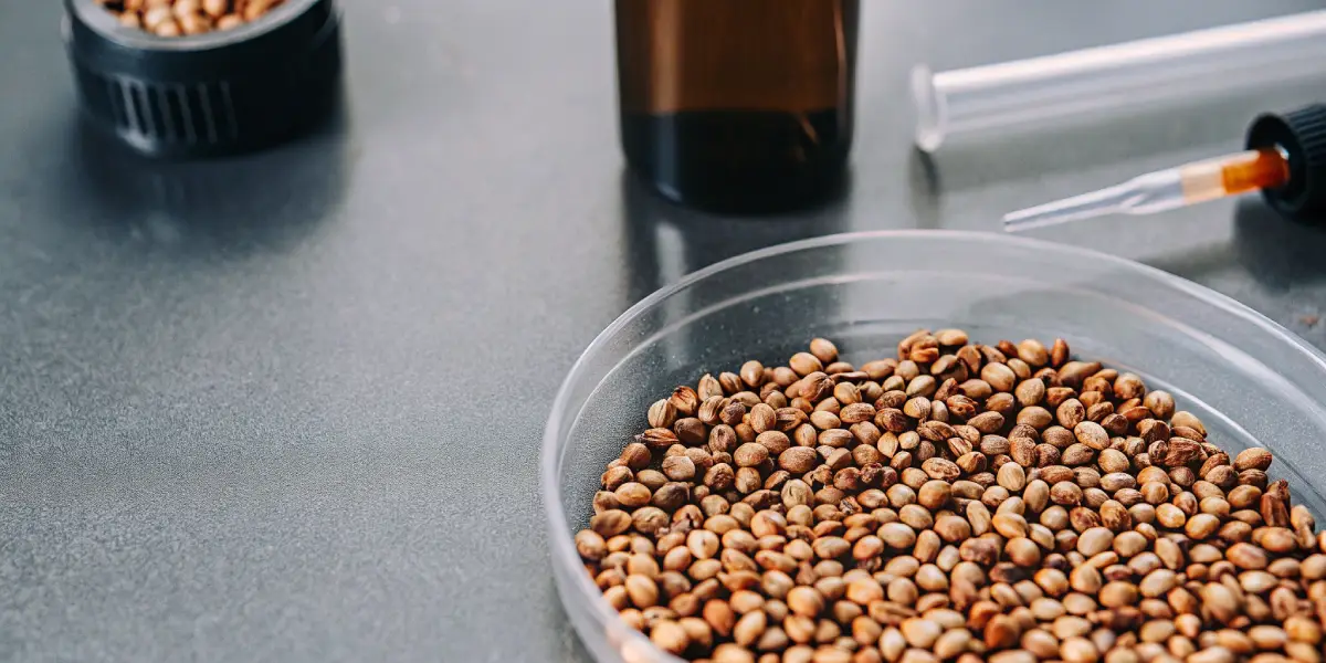 How Allelopathy Influences Cannabis Seed Selection for Growers