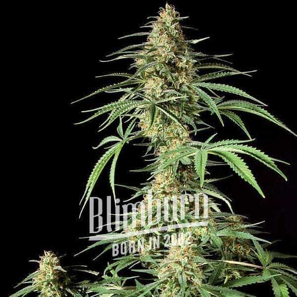 AK 59 | Buy Cannabis Seeds | Free Shipping