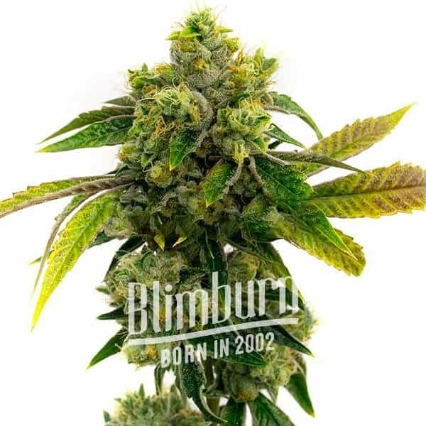 AK 47 Regular | Buy Cannabis Seeds | Free Shipping