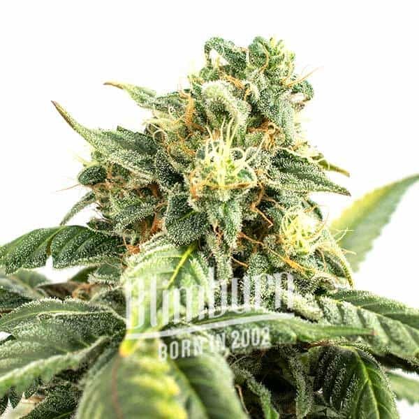 Acid Diesel | Buy Cannabis Seeds | Free Shipping