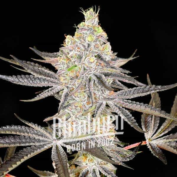 Alien Cookies X Kush Mints | Buy Cannabis Seeds | Free Shipping