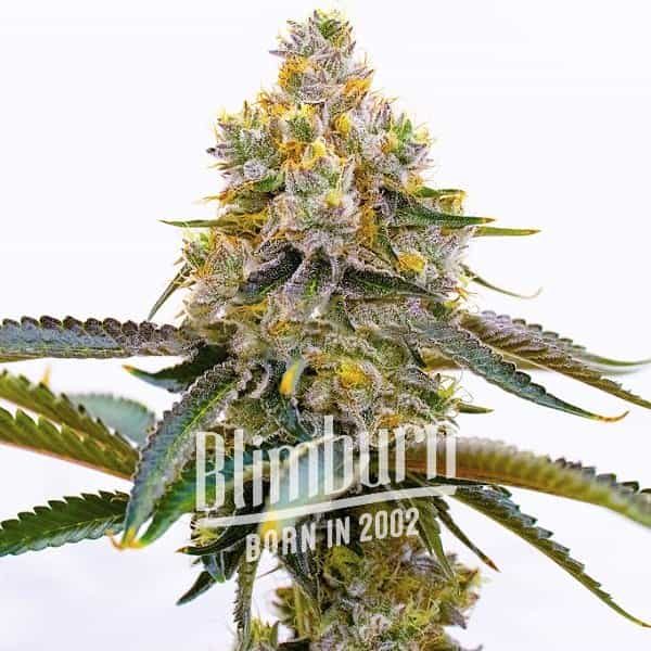 CBD Therapy | Buy Cannabis Seeds | Free Shipping