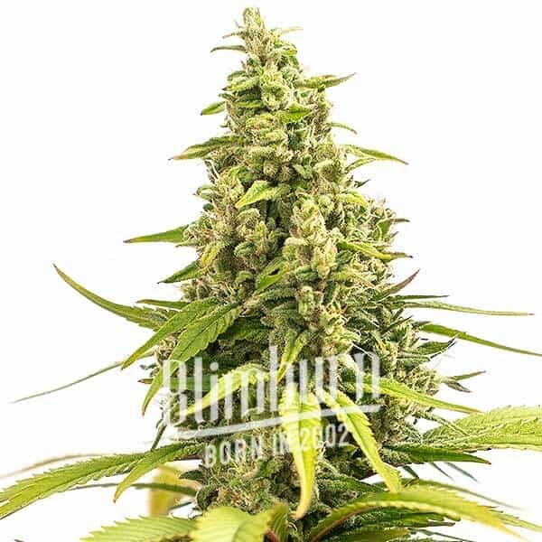 Banana Split | Buy Cannabis Seeds | Free Shipping