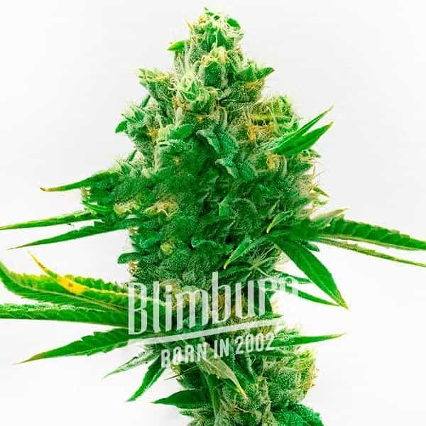 Bruce Banner X Tropi BCN Regular | Buy Cannabis Seeds | Free Shipping