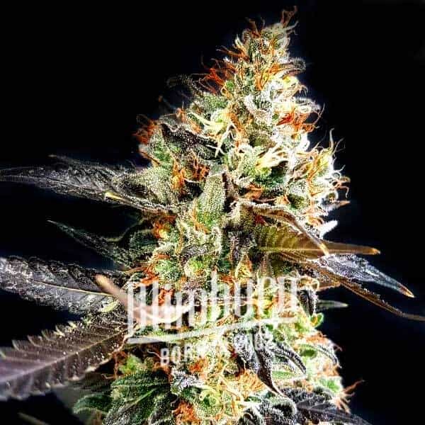 Candyland | Buy Cannabis Seeds | Free Shipping