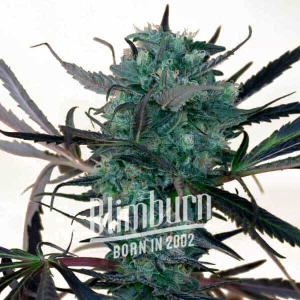 Chemdog Auto | Buy Cannabis Seeds | Free Shipping
