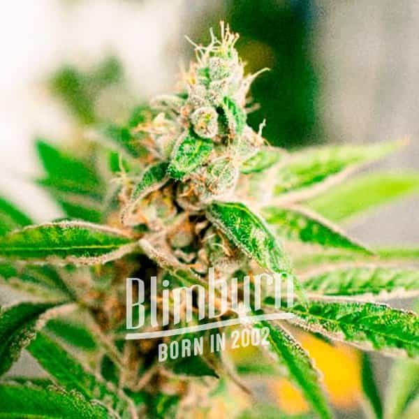 Grape Ape Auto | Buy Cannabis Seeds | Free Shipping