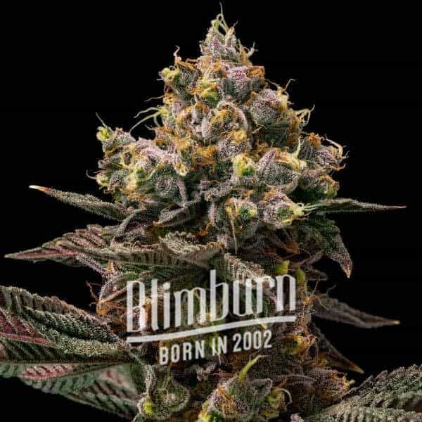 Koji | Buy Cannabis Seeds | Free Shipping