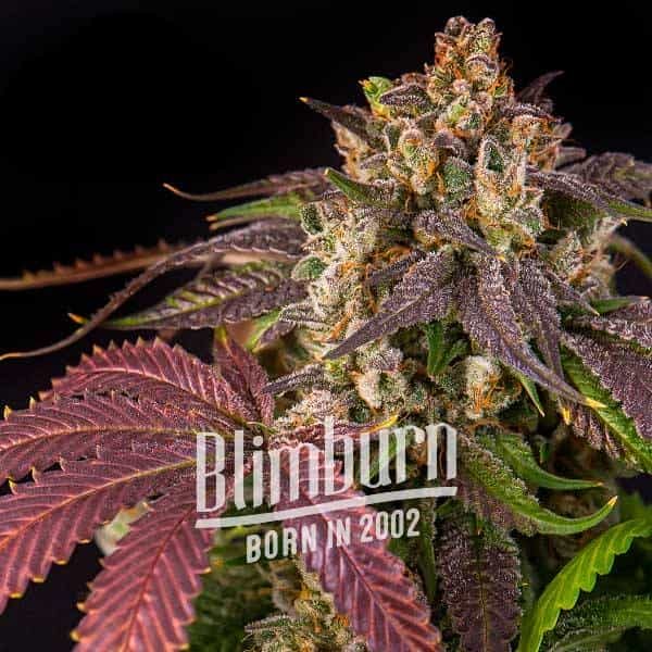 Pink Runtz | Buy Cannabis Seeds | Free Shipping