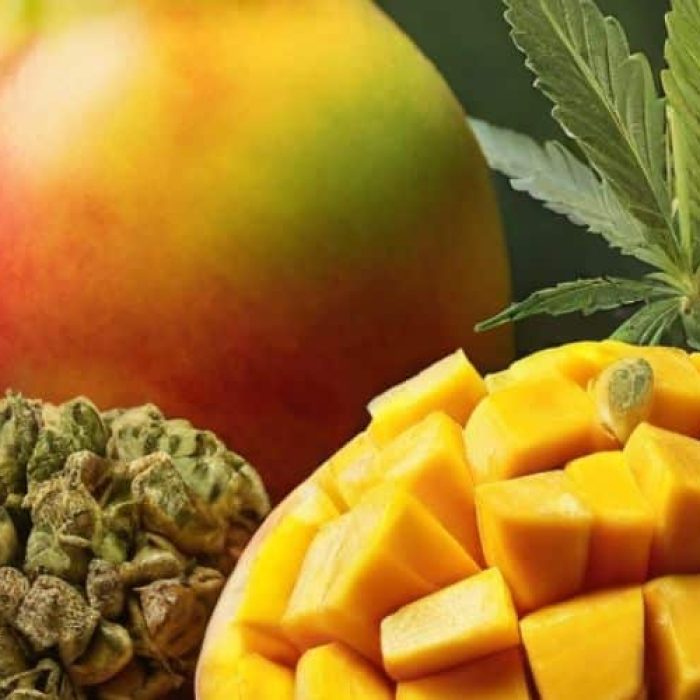 How To Grow Cannabis Seeds | Blimburn Seeds